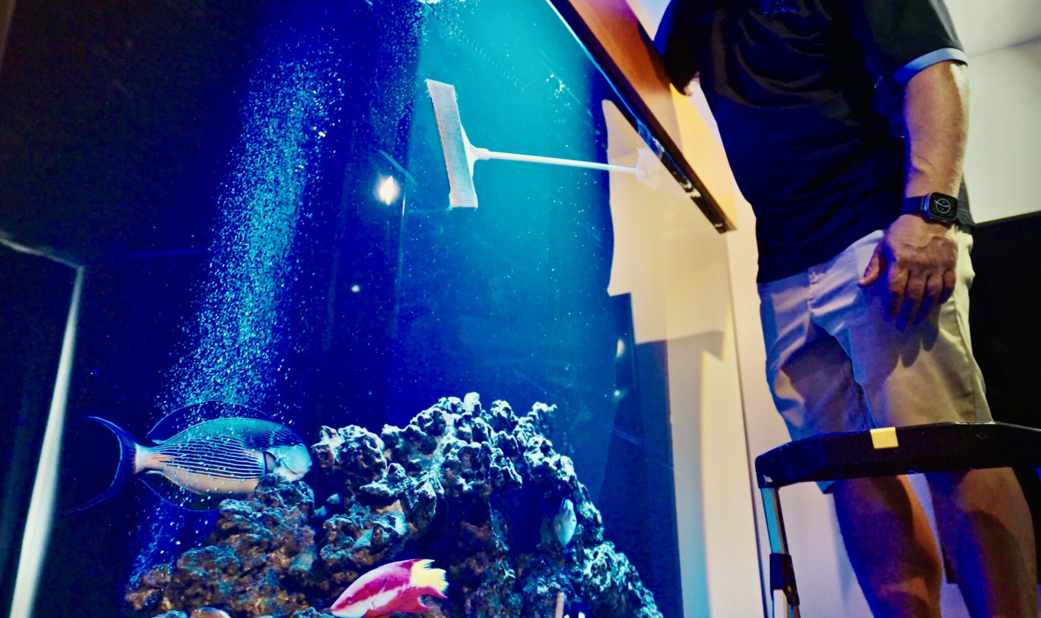 Aquarium Cleaning Service & Fish Tank Cleaners Phoenix AZ | LeCorals